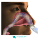 Anatomia Del Naso: Scopriamo Le Sue Funzioni • My Rhinoplasty