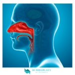 Tutto Sul Naso: Anatomia, Funzione E Patologie • My Rhinoplasty